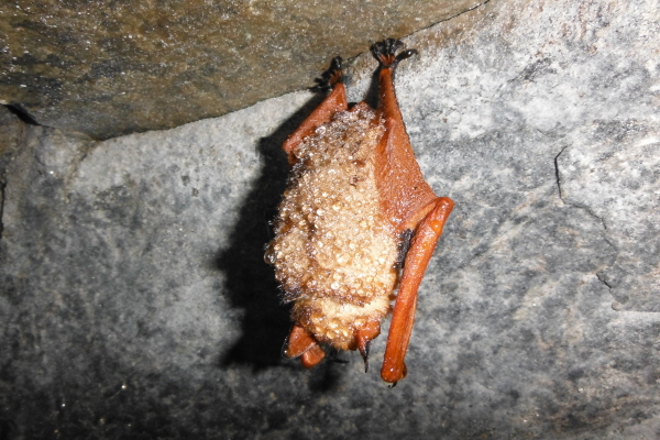 국립생물자원관 한반도의 생물다양성