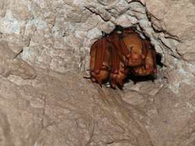 국립생물자원관 한반도의 생물다양성