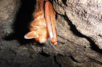 국립생물자원관 한반도의 생물다양성