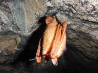 국립생물자원관 한반도의 생물다양성