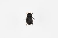 국립생물자원관 한반도의 생물다양성