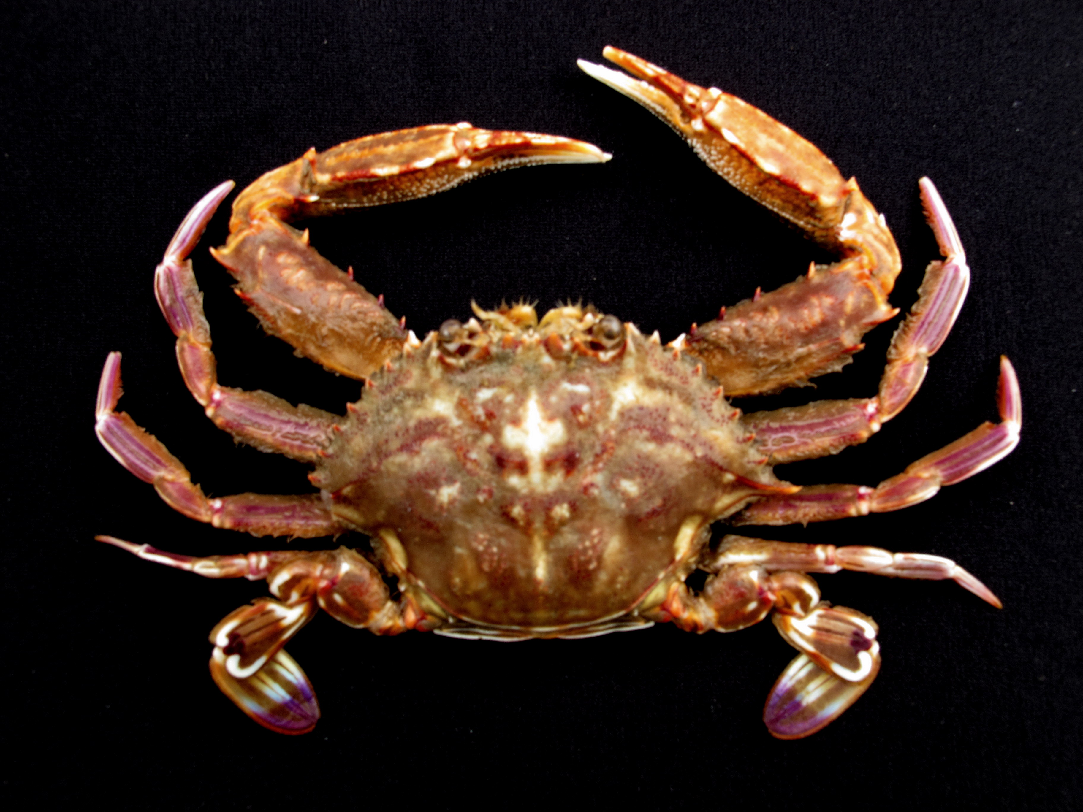 국립생물자원관 한반도의 생물다양성