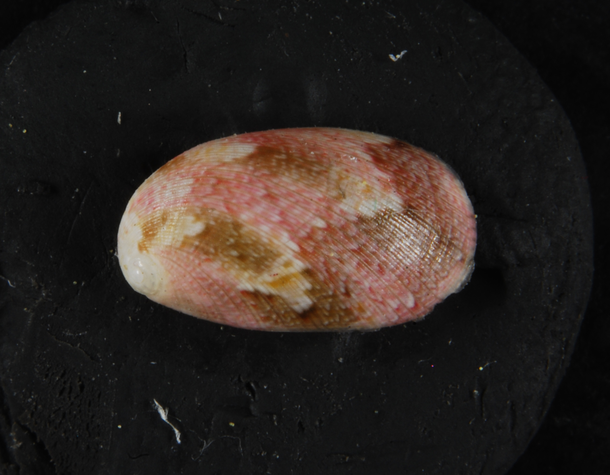 국립생물자원관 한반도의 생물다양성