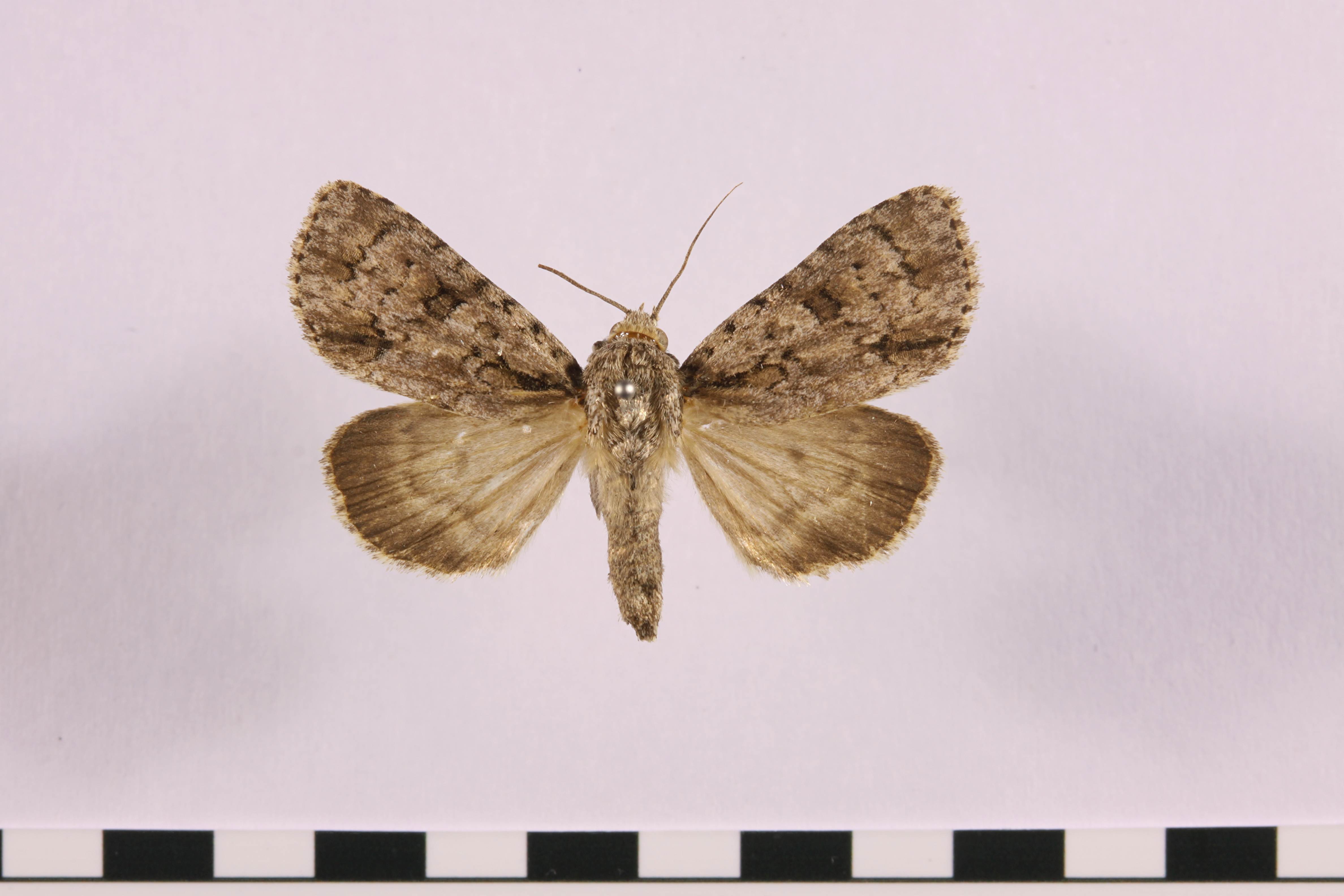 국립생물자원관 한반도의 생물다양성