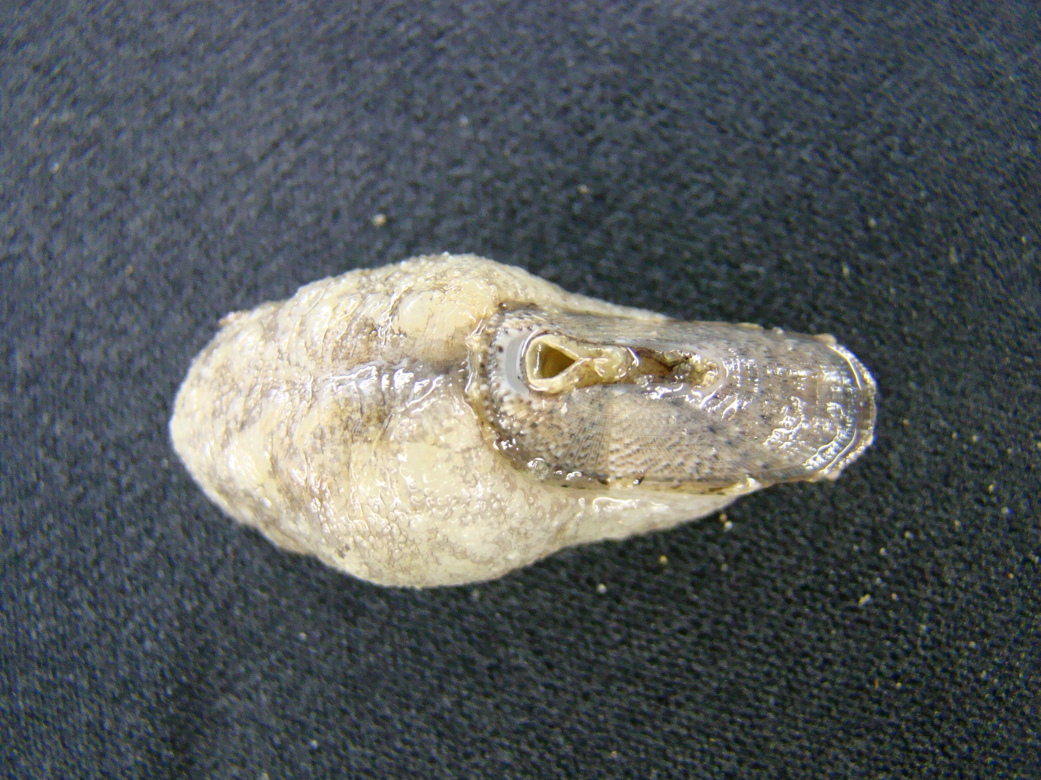 국립생물자원관 한반도의 생물다양성