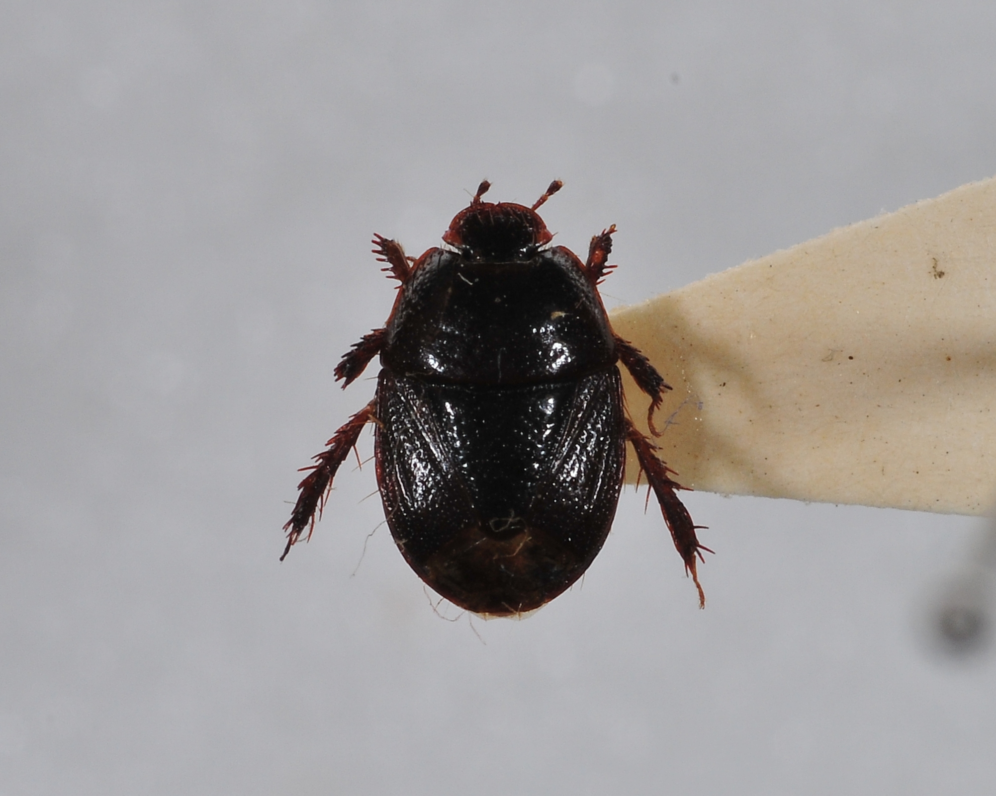 국립생물자원관 한반도의 생물다양성