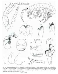 한반도의 생물다양성