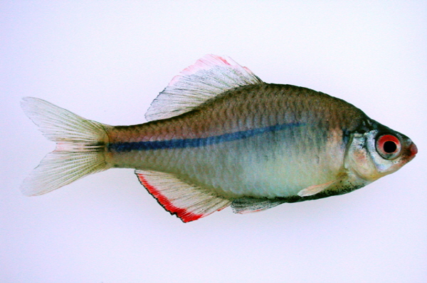 한국의 멸종위기종