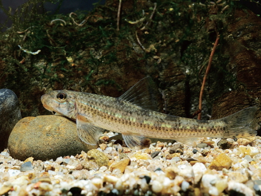 한국의 멸종위기종
