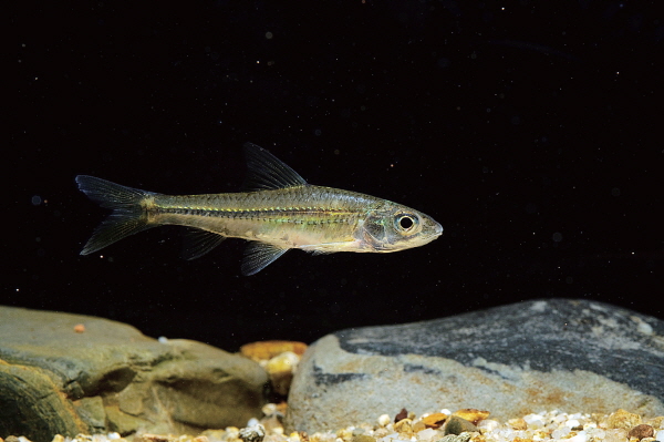 한국의 멸종위기종
