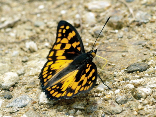 한국의 멸종위기종
