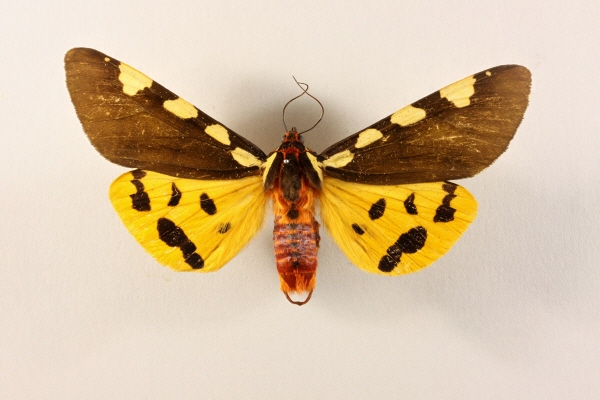 한국의 멸종위기종