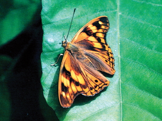 한국의 멸종위기종