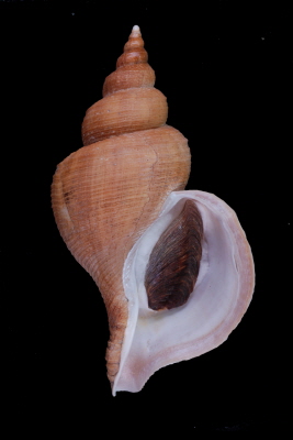 한국의 멸종위기종