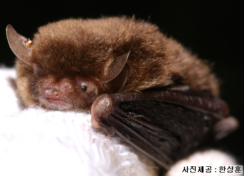 한국의 멸종위기종
